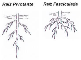 Tipos de raiz :: Bioplanta